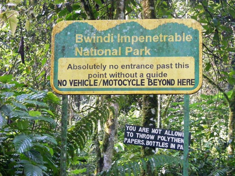 Bwindi Forest National Park Uganda