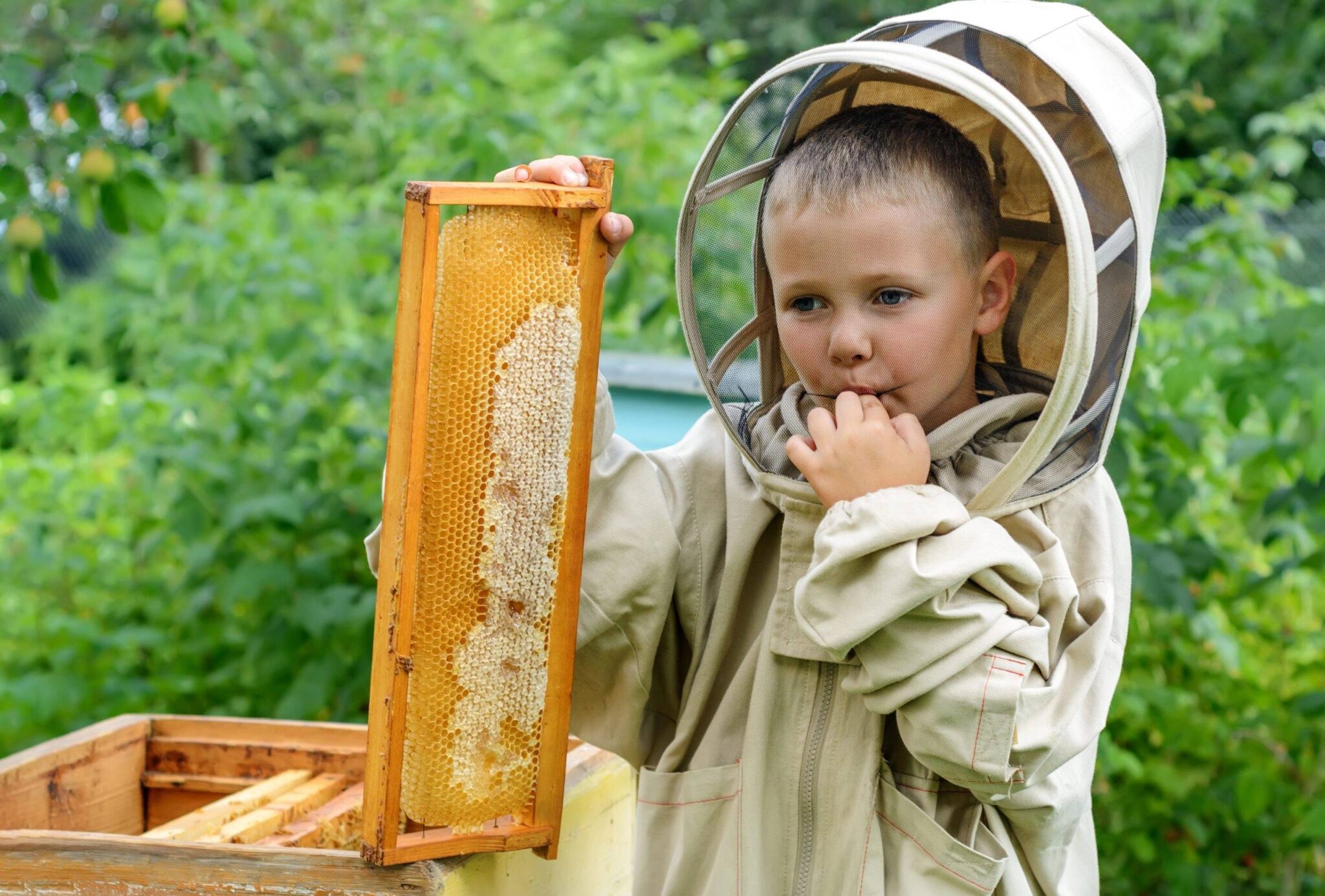 The Rwandan Traditional Bee Keeping And Honey Experience - Budget ...