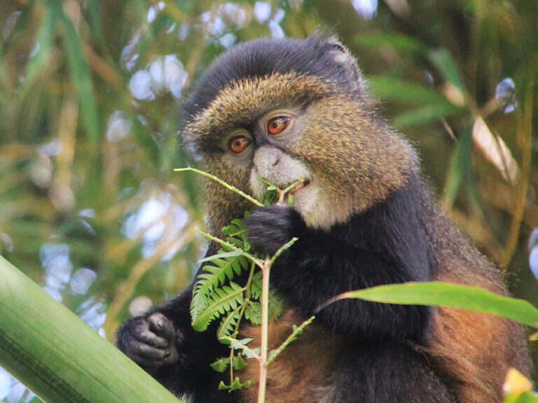 Facts About Golden Monkeys