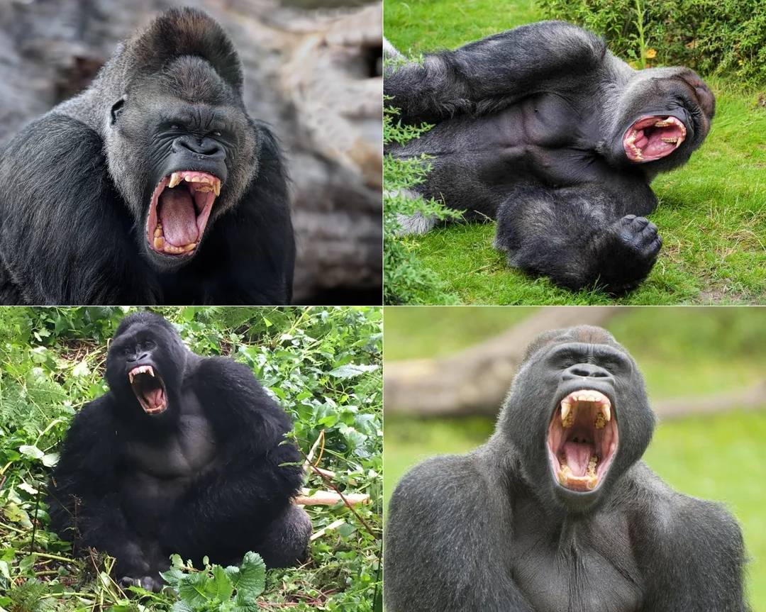 Why Are Gorillas So Muscular Even Though They Are Herbivorous?