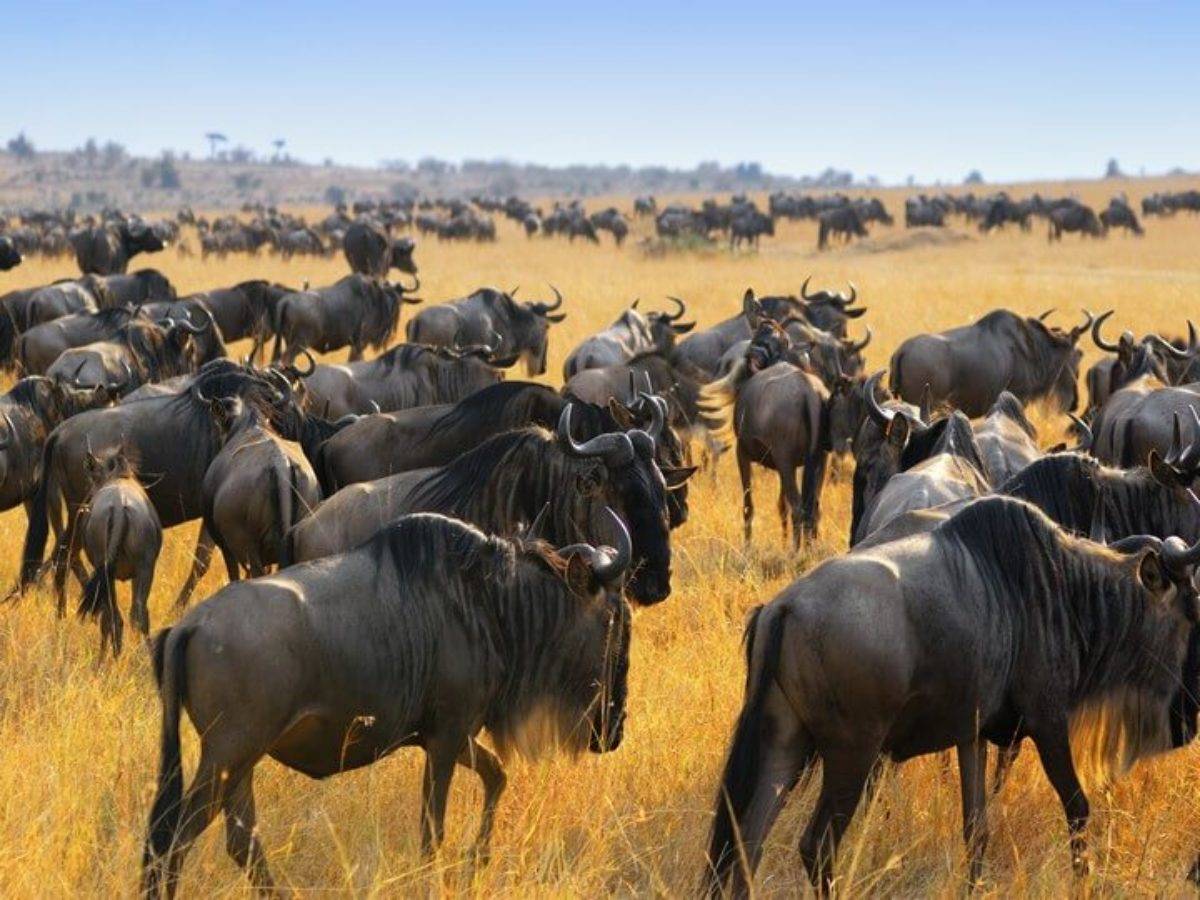 5 Interesting Facts About Wildebeests You Should Know
