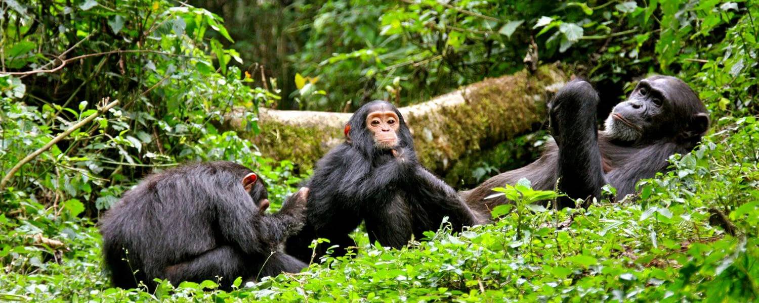 Chimpanzee trekking :Morning vs afternoon