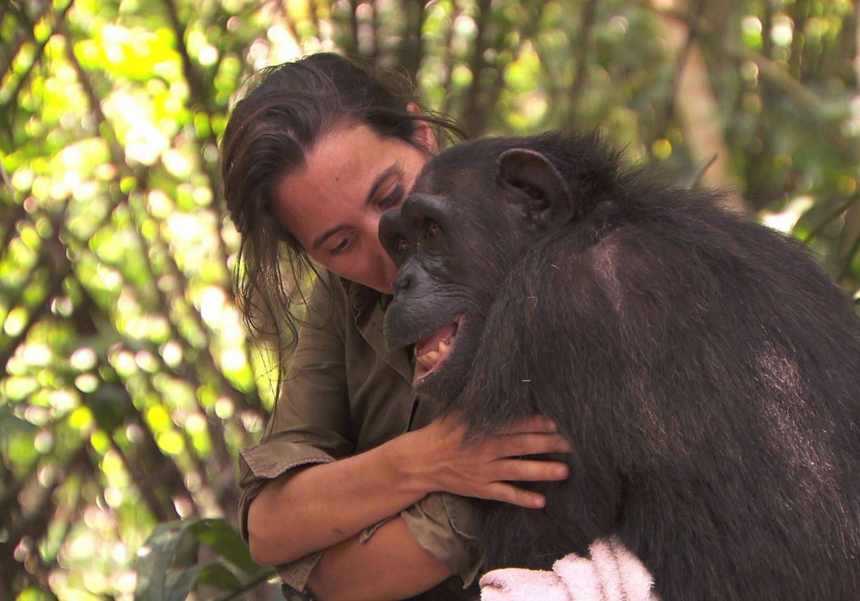 Are Chimpanzees friendly to humans?